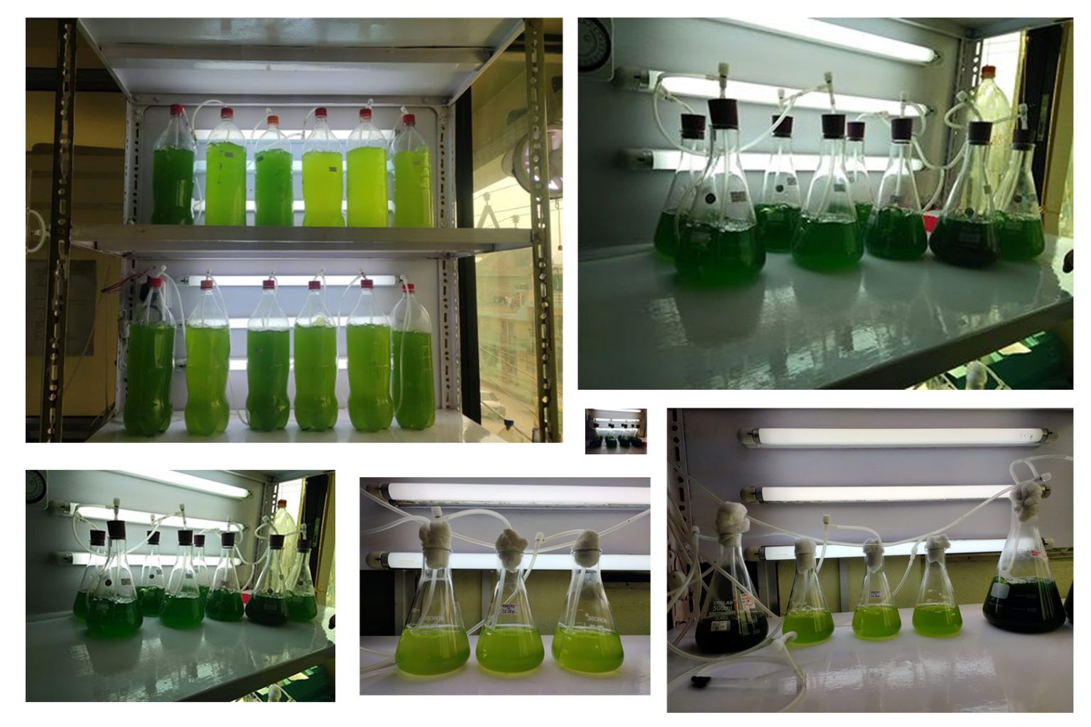 Project Microalgae – RIBB